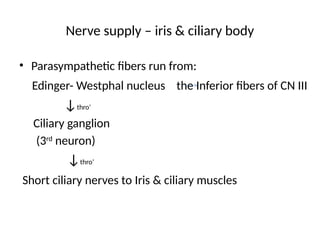 IRIS & CILIARY BODY ANATOMY AND STRUCTURE | PPTX