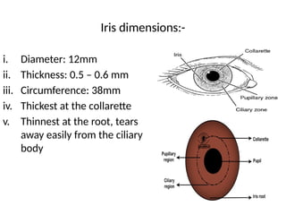 IRIS & CILIARY BODY ANATOMY AND STRUCTURE | PPTX