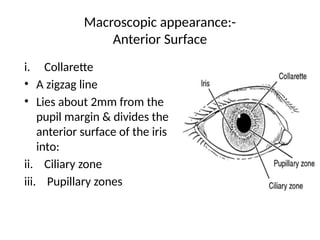 IRIS & CILIARY BODY ANATOMY AND STRUCTURE | PPTX