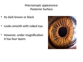 IRIS & CILIARY BODY ANATOMY AND STRUCTURE | PPTX