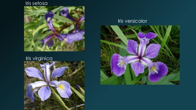 Iris data analysis example in R