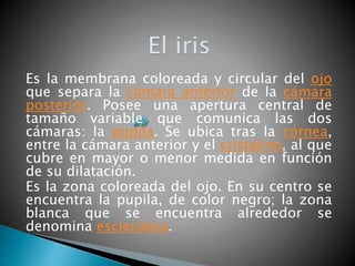 Iris del ojo | PPTX