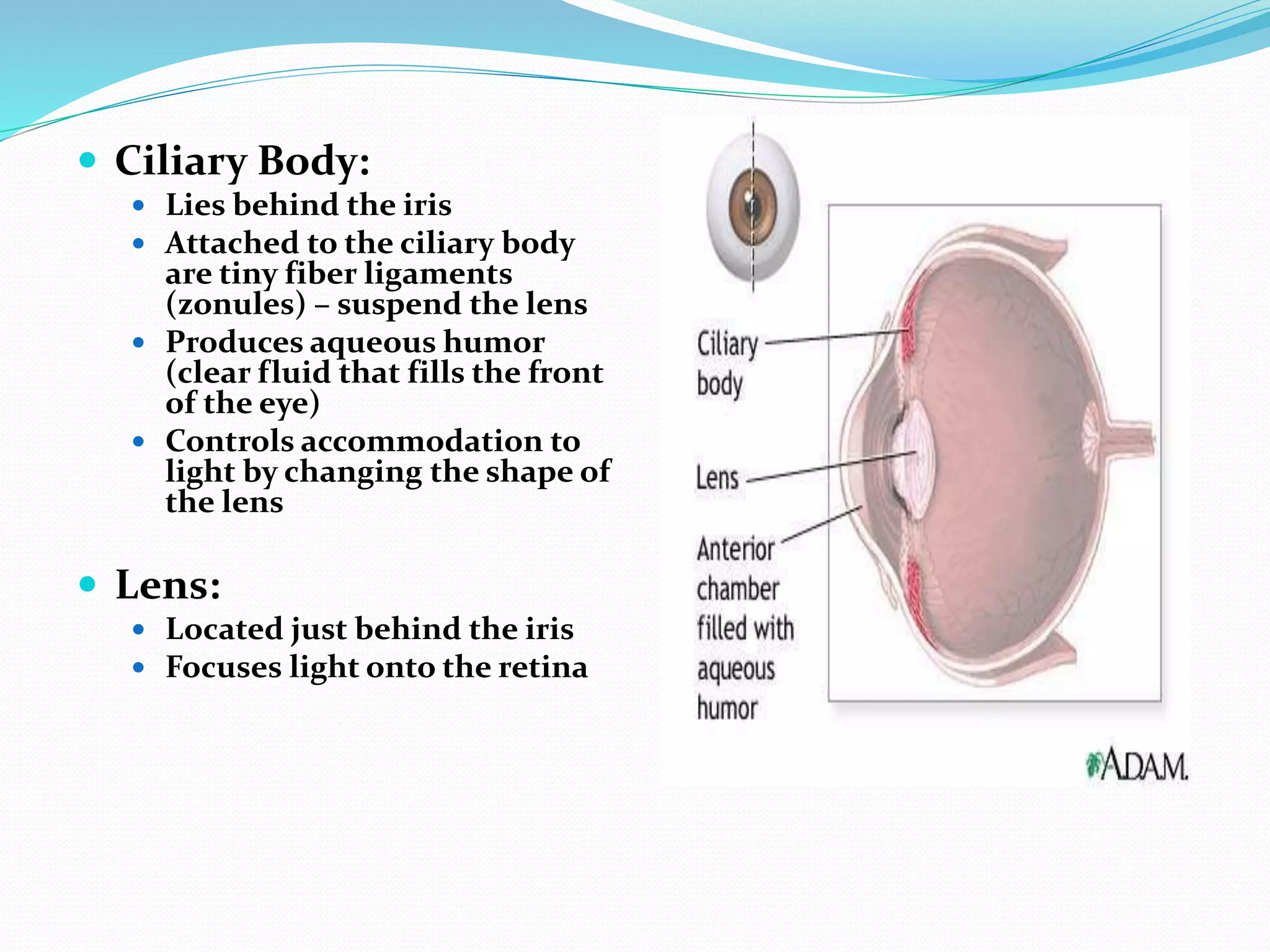 IRIS DIAGNOSIS.pptx