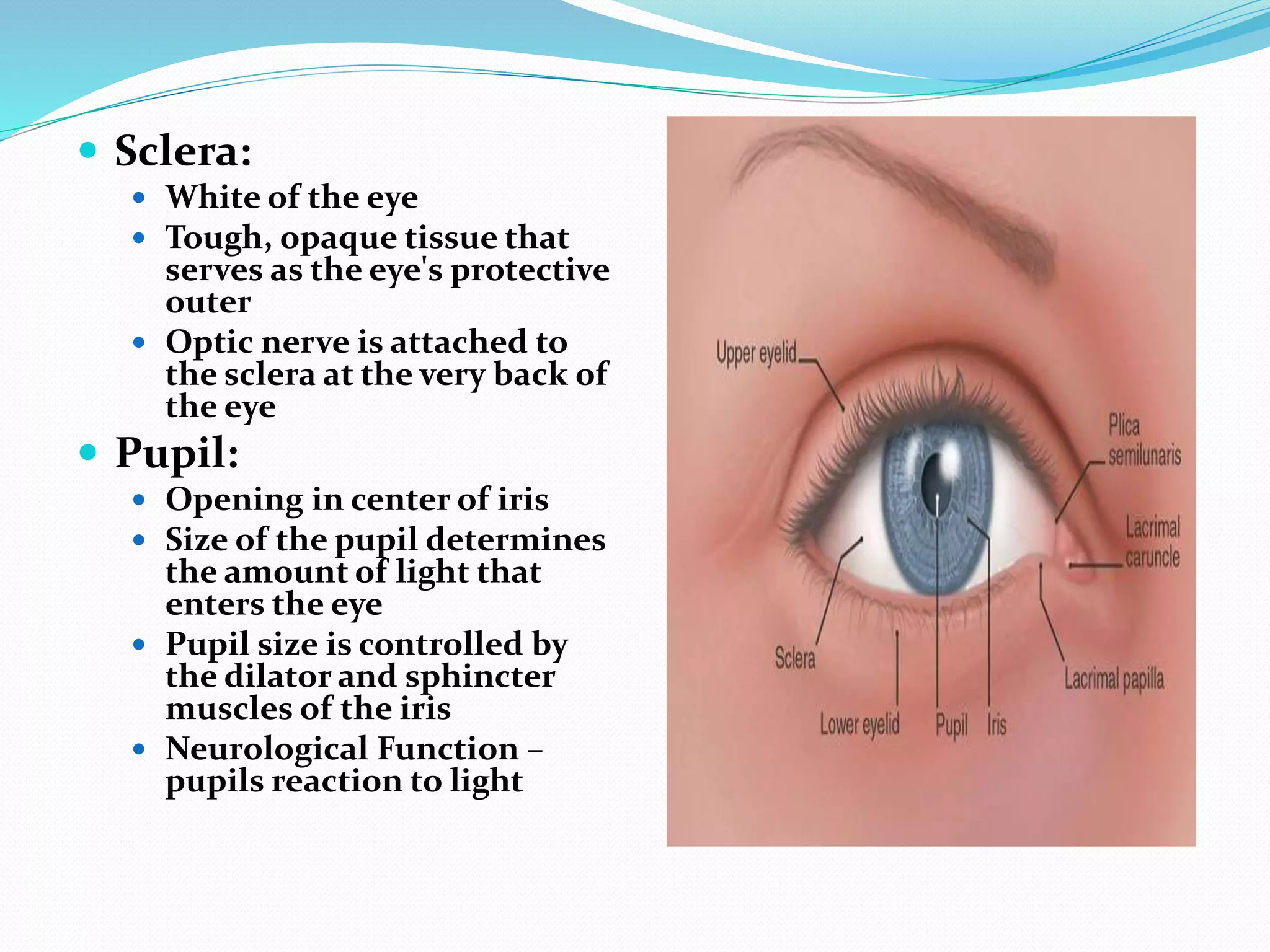 IRIS DIAGNOSIS.pptx