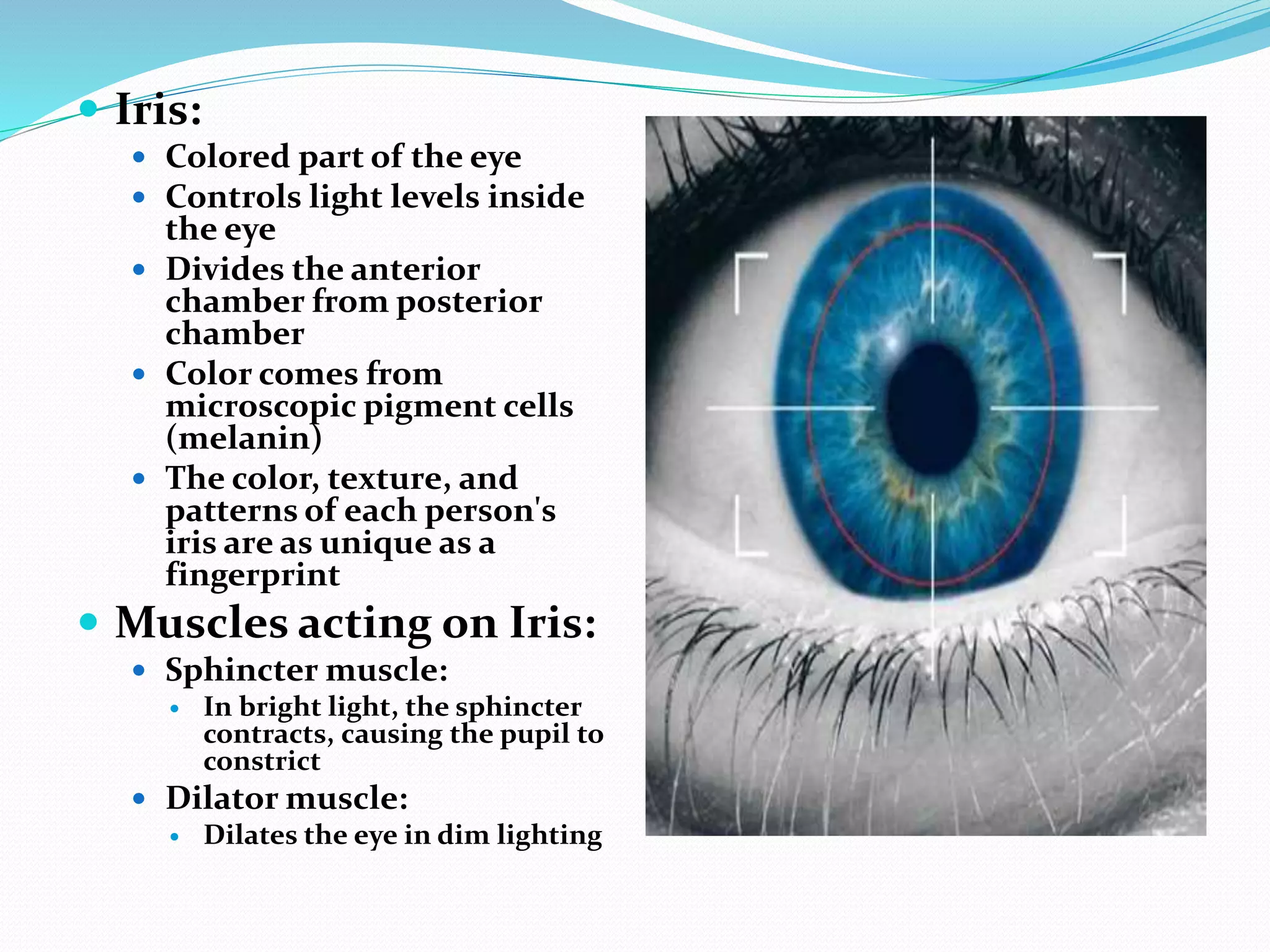 IRIS DIAGNOSIS.pptx