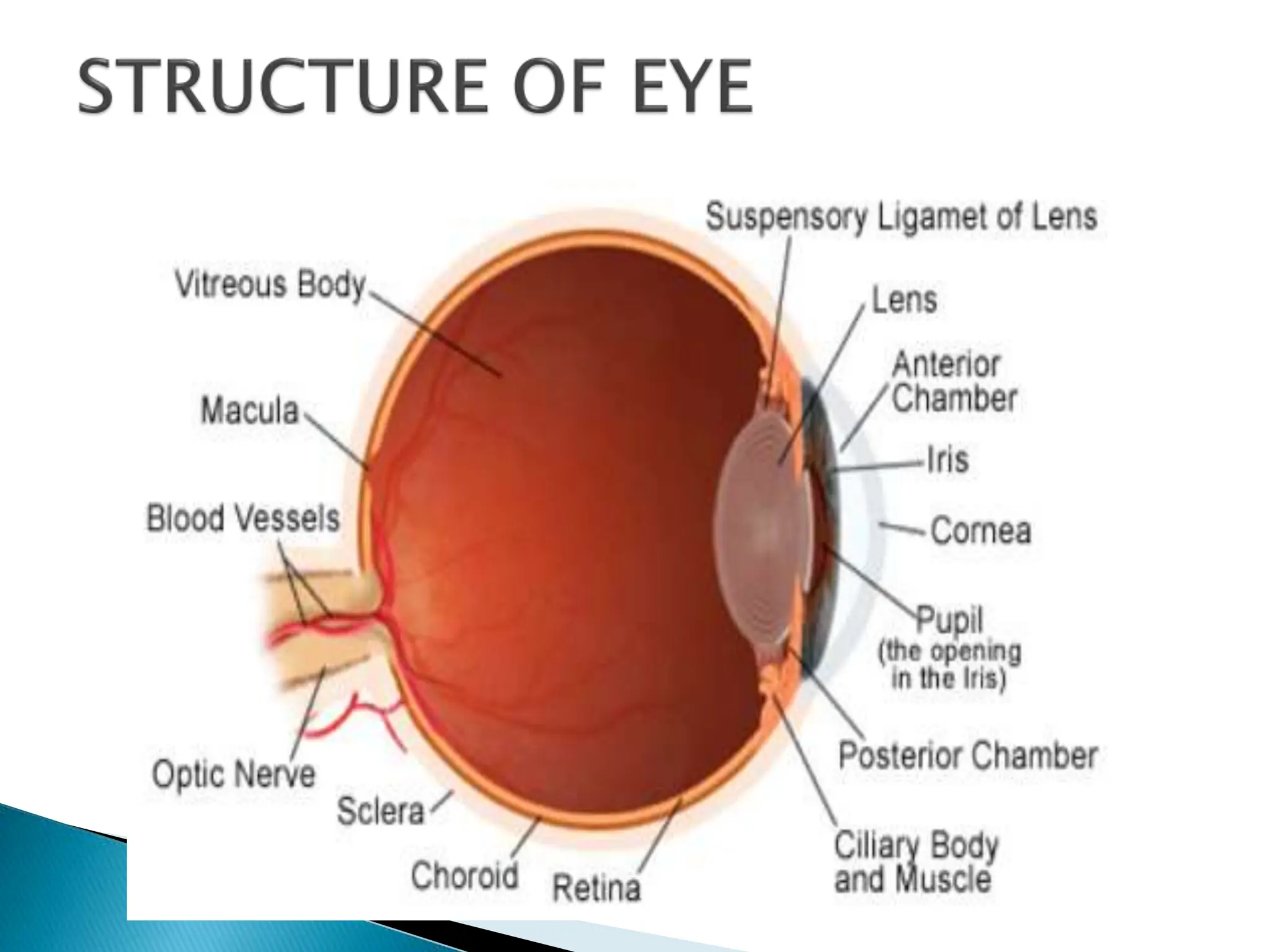 iris diagnosis iridology iris diagnosis. | PPTX