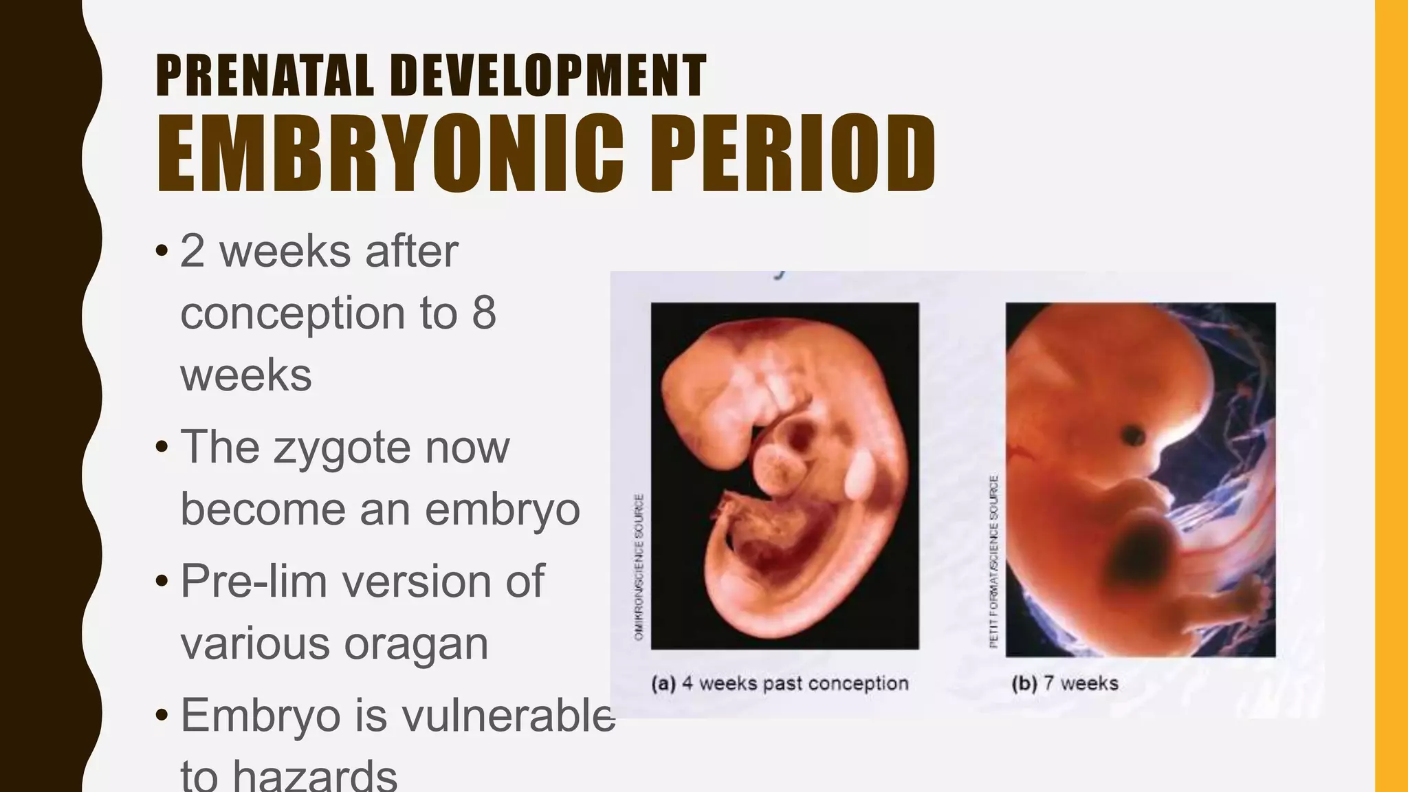 Development Across Lifespan | PPTX