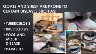 ANTEMORTEM INSPECTION OF LIVESTOCK IN THE PHILIPPINE | PPTX