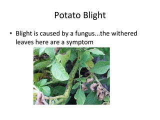 Irish potato famine | PPT