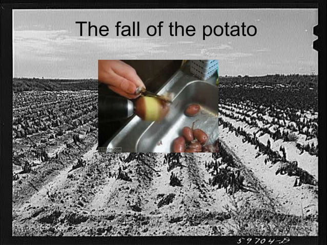 Irish potato famine | PPTX