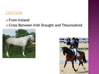 Irish sport horses | PPT