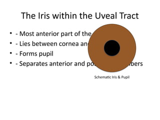 THE ANATOMY OF IRIS AND UVEAL TRACT MMED | PPTX