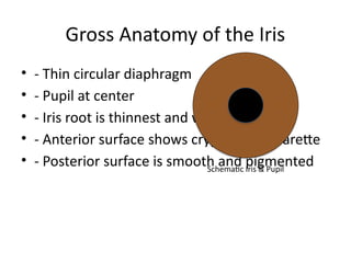 THE ANATOMY OF IRIS AND UVEAL TRACT MMED | PPTX