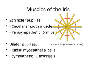 THE ANATOMY OF IRIS AND UVEAL TRACT MMED | PPTX