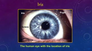 Iris recognition | PPTX