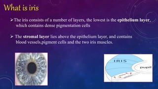 Iris recognition | PPTX