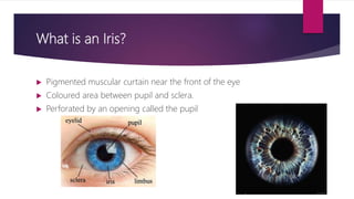 Iris recognition | PPTX
