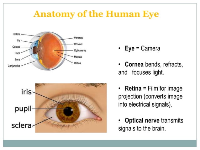 IRIS RECOGNITION | PPT