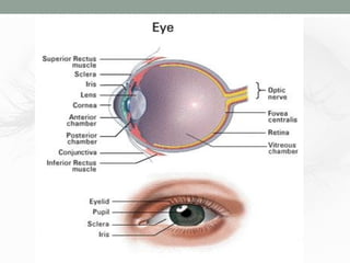 Iris recognition system | PDF
