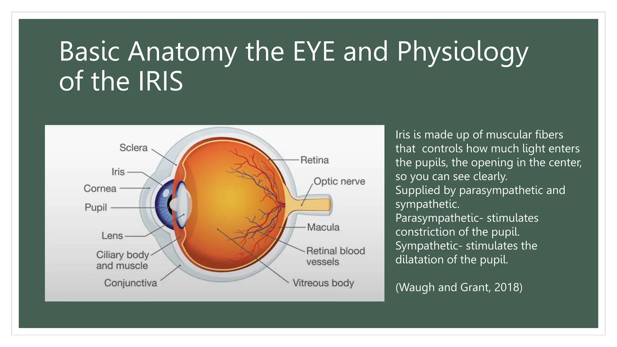 Iritis and Corneal Ulcer Presentation.pptx