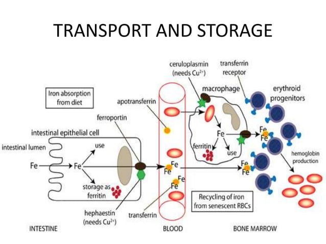 Iron | PPTX | Blood Disorders | Diseases and Conditions