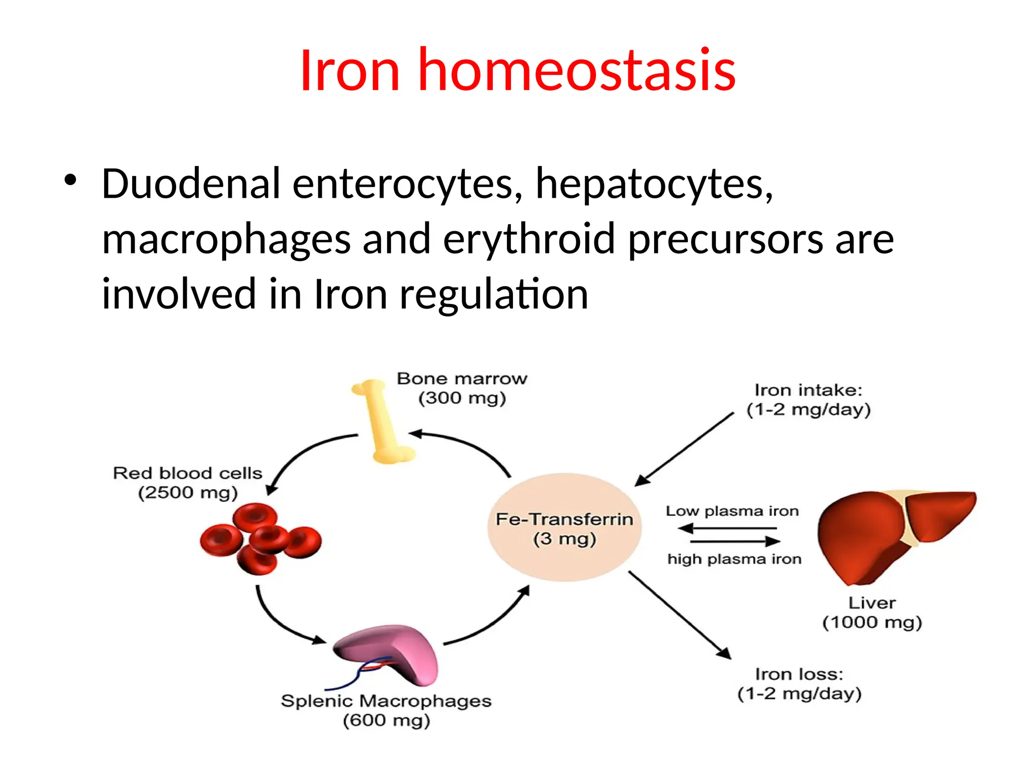 IRON and it's metabolism and it's disorder.pptx