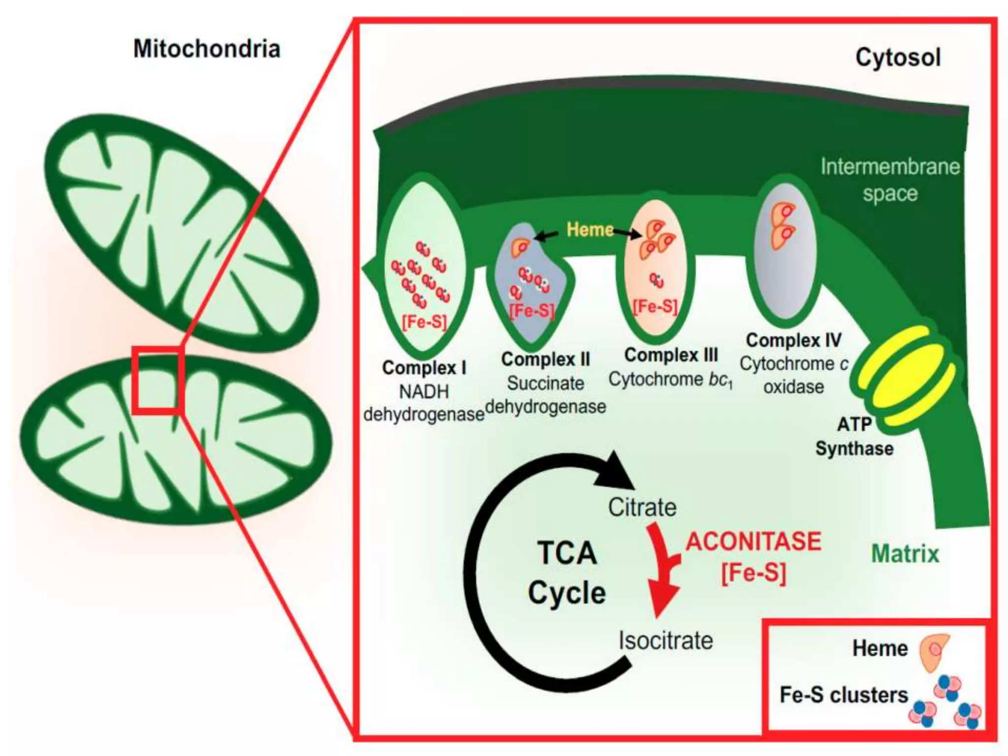 Iron biochemical role, rda and deficiency bic 105 | PPTX