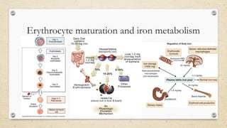 Iron-deficiency anemia_students (1).pptx iron | PPT