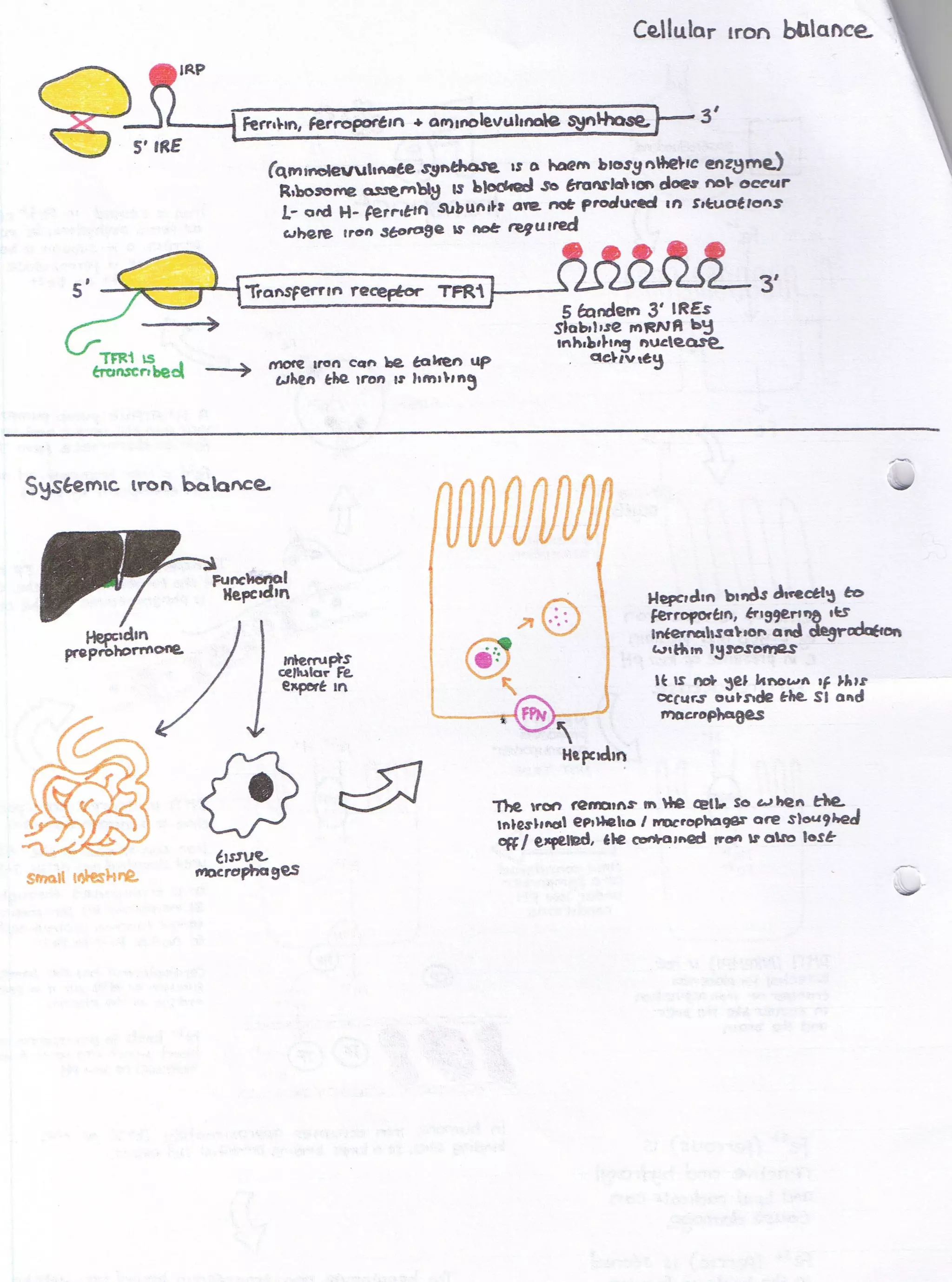 Iron Transport: GI tract to the bloodsteam | PDF