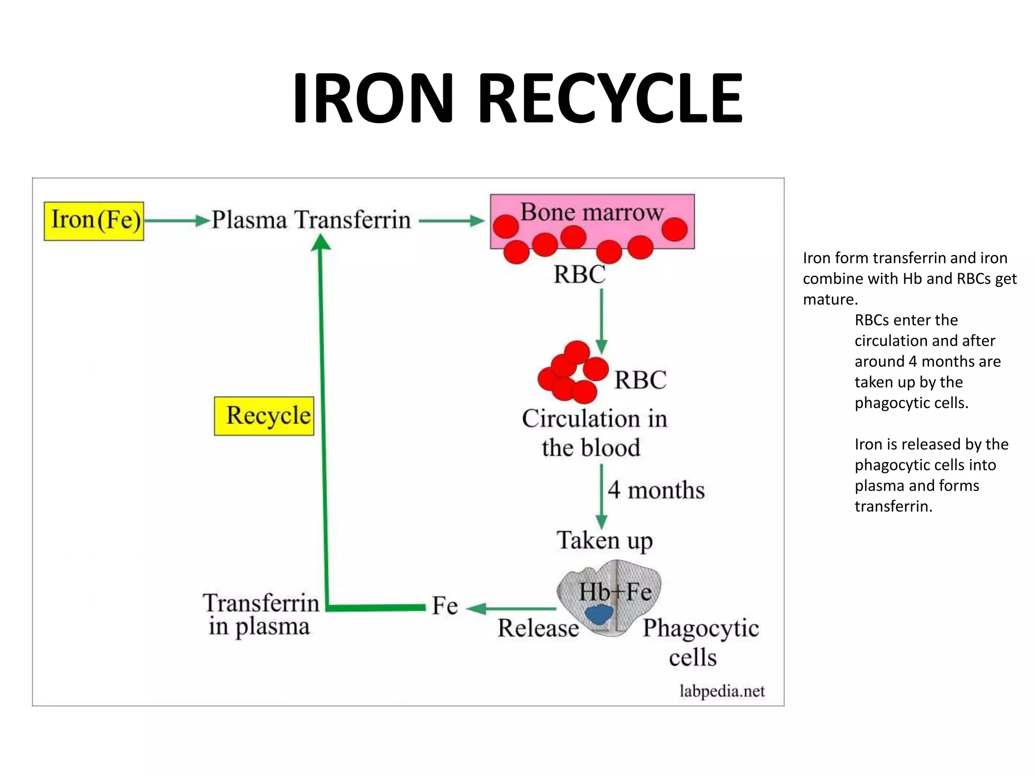 Iron and anemia | PPT