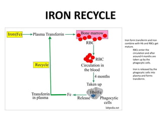 Iron and anemia | PPT