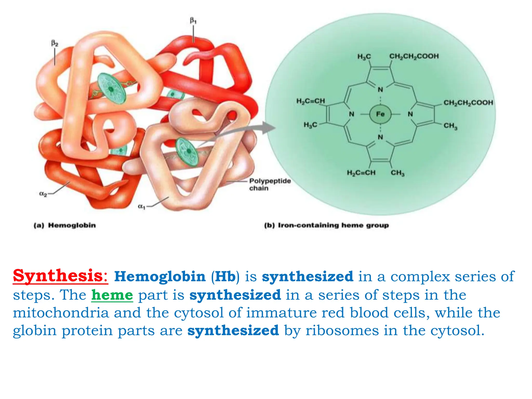 Iron role and metabolism with nutritional Anemia | PPT