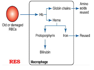 Iron role and metabolism with nutritional Anemia | PPTX | Digestive ...