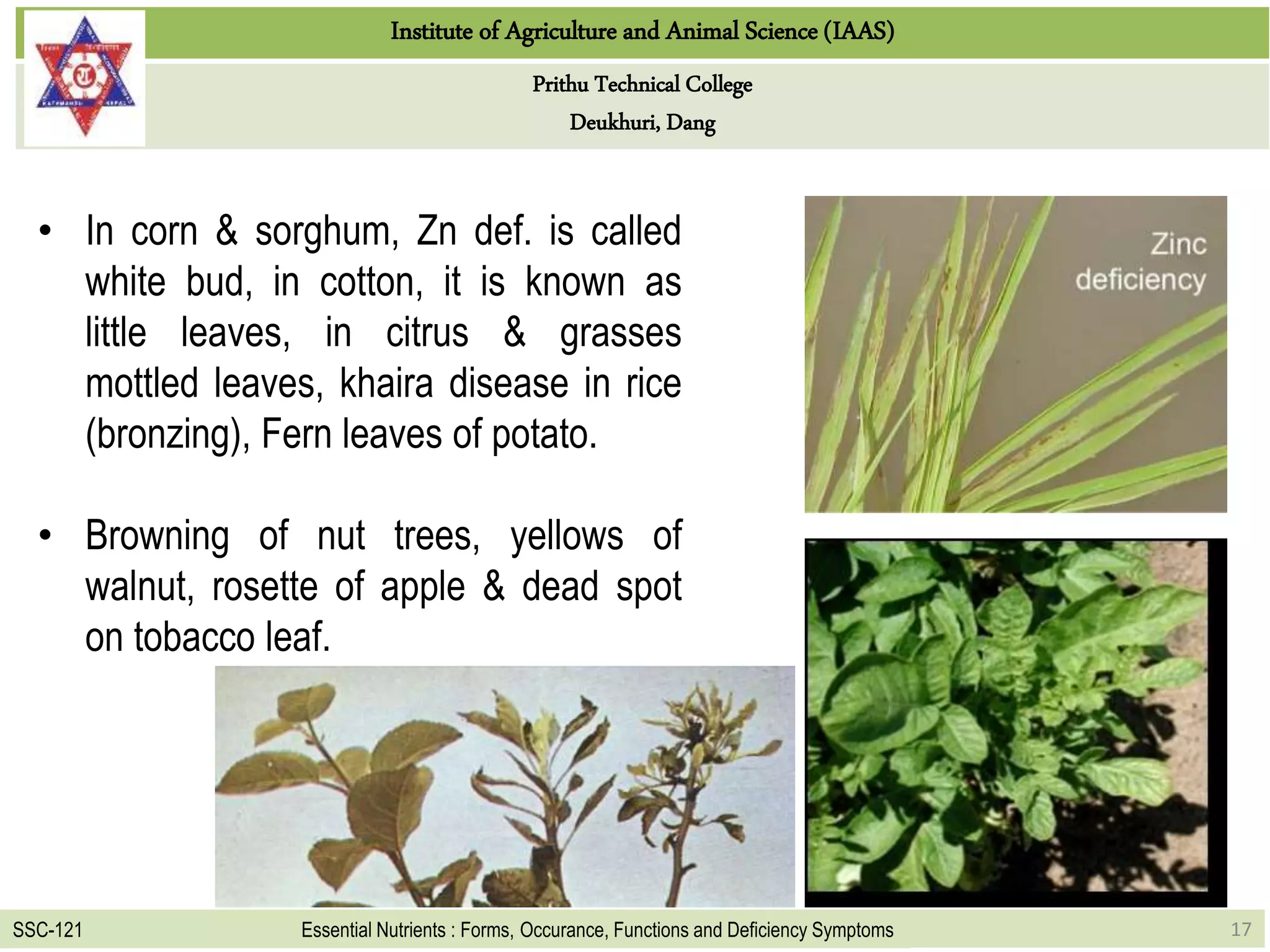 Functions and deficiency of Iron, boron and zinc | PPTX