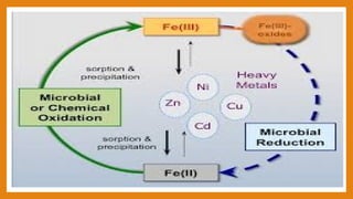 Bio geo chemical cycle...(Iron cycle).pptx