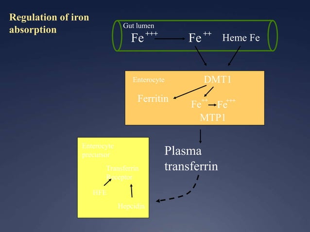 Iron Def Anemia 2014 081114.ppt