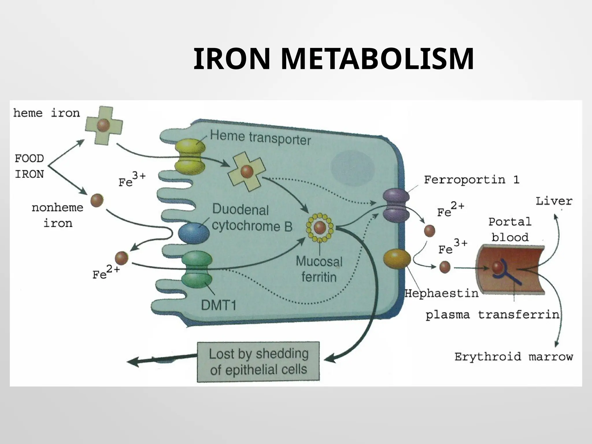 Iron Deficiency Anemia in children: The basic facts | PPT | Blood ...