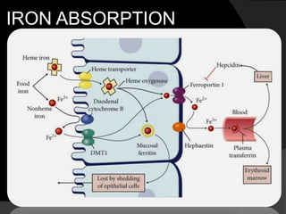 IRON DEFICIENCY ANEMIA .pptx | Digestive Disorders | Diseases and ...