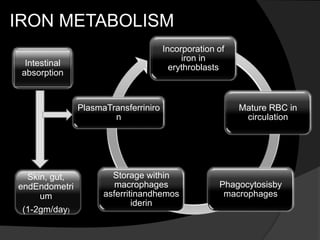 IRON DEFICIENCY ANEMIA .pptx | Digestive Disorders | Diseases and ...