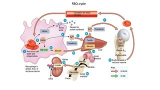 Deficiency of Iron is called anemia .pptx