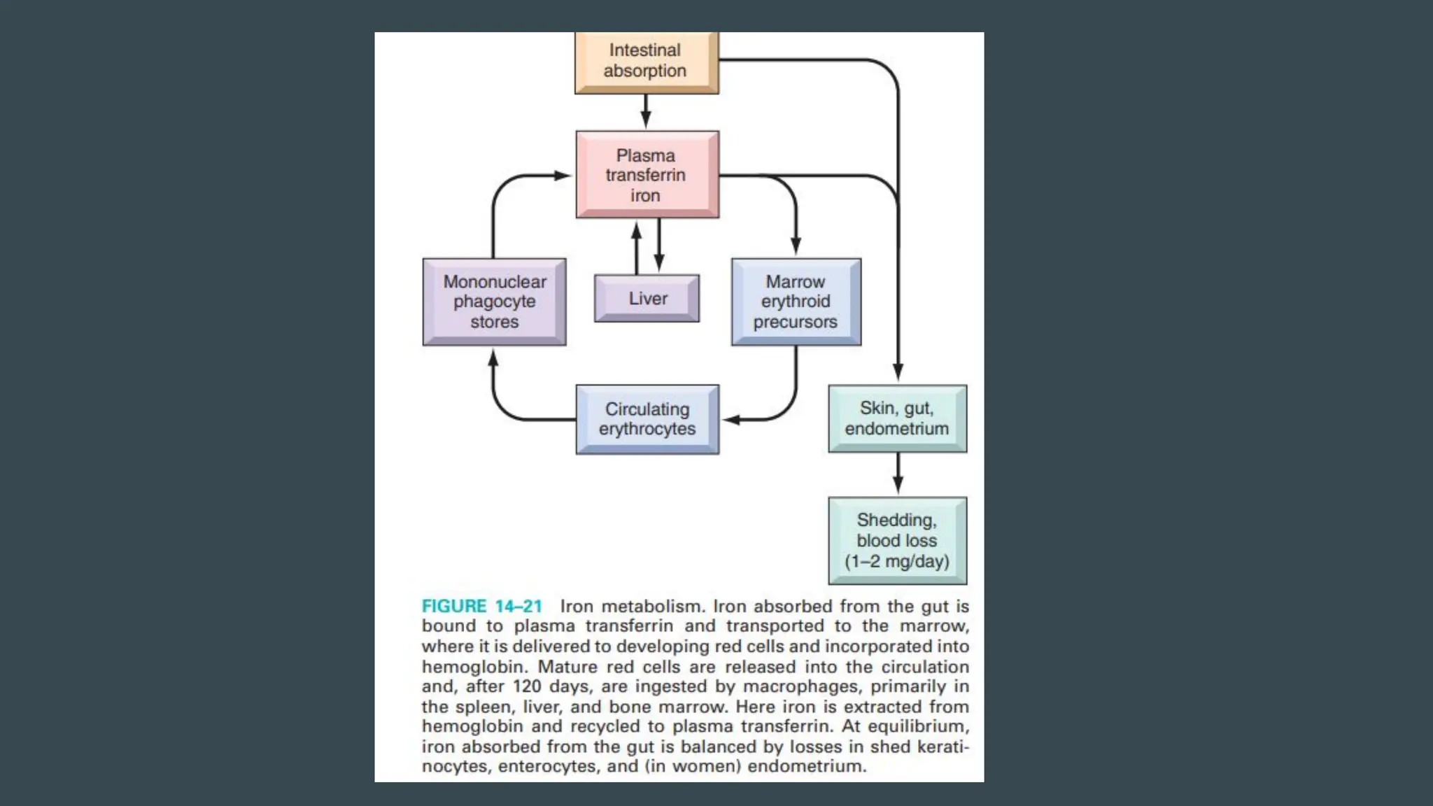 Iron Deficiency Anemia - Etiology , Clinical Features and Management.pdf