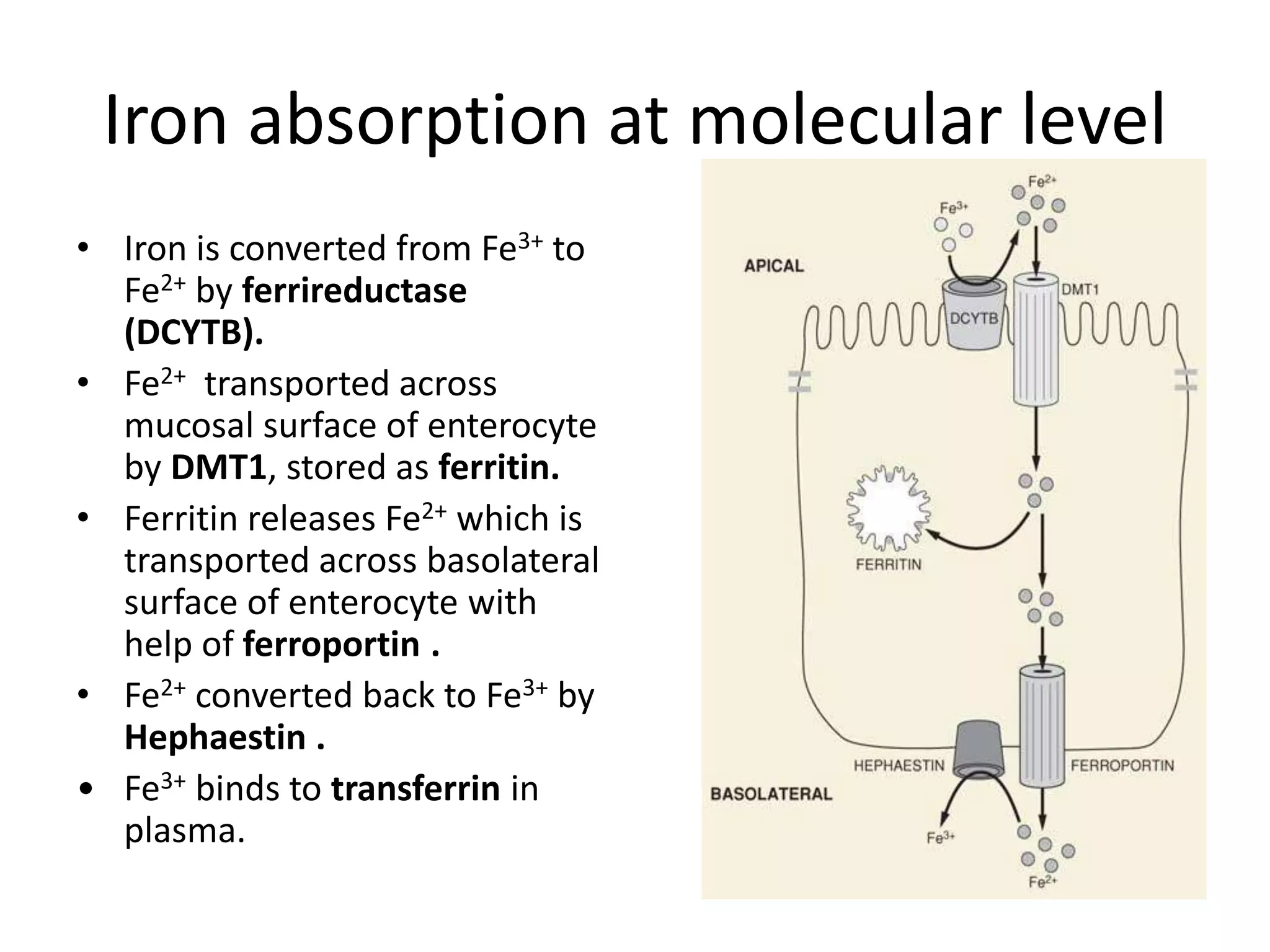 Iron deficiency anemia pathogenesis and lab diagnosis | PPTX
