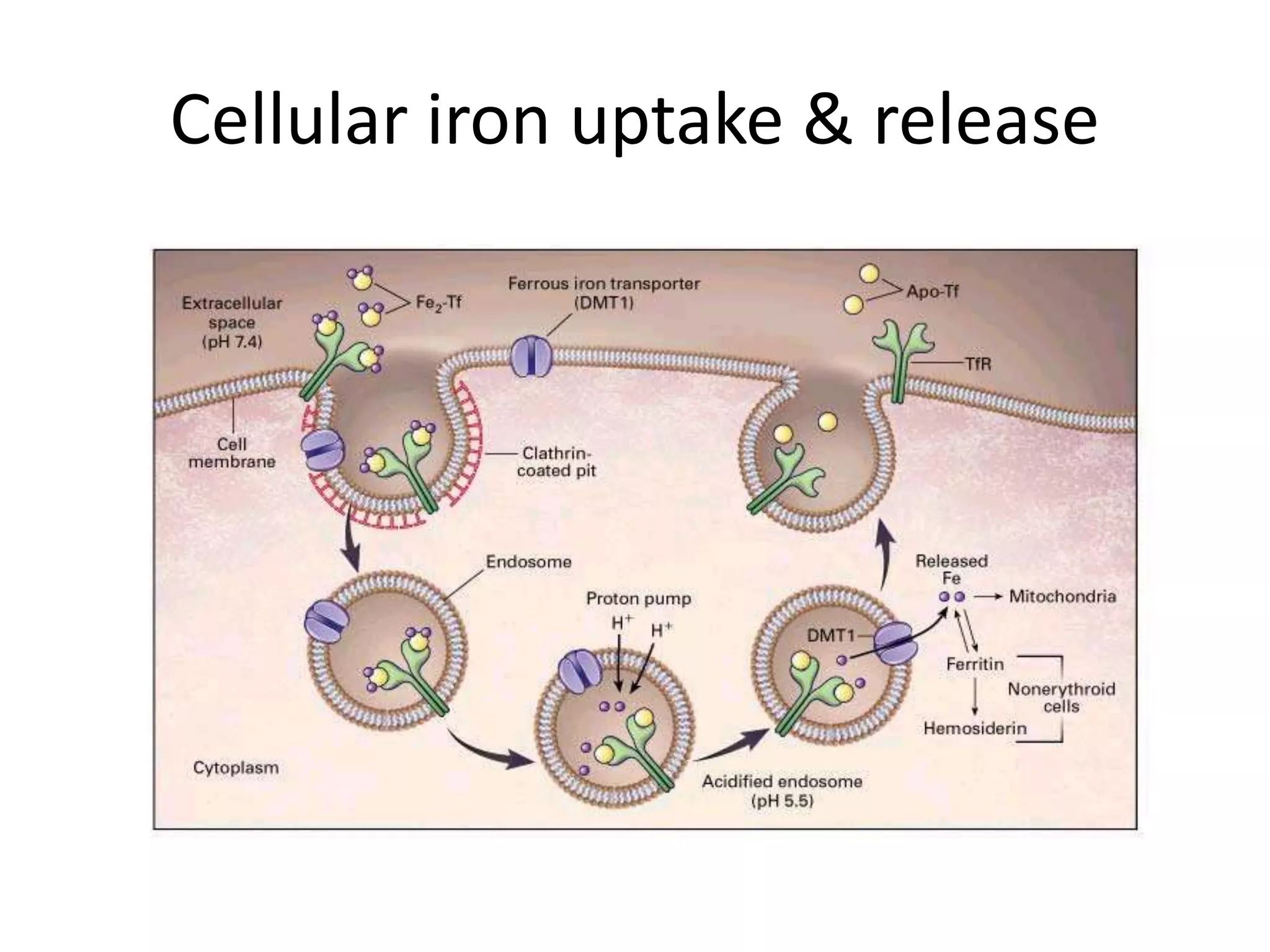 Iron deficiency anemia pathogenesis and lab diagnosis | PPTX
