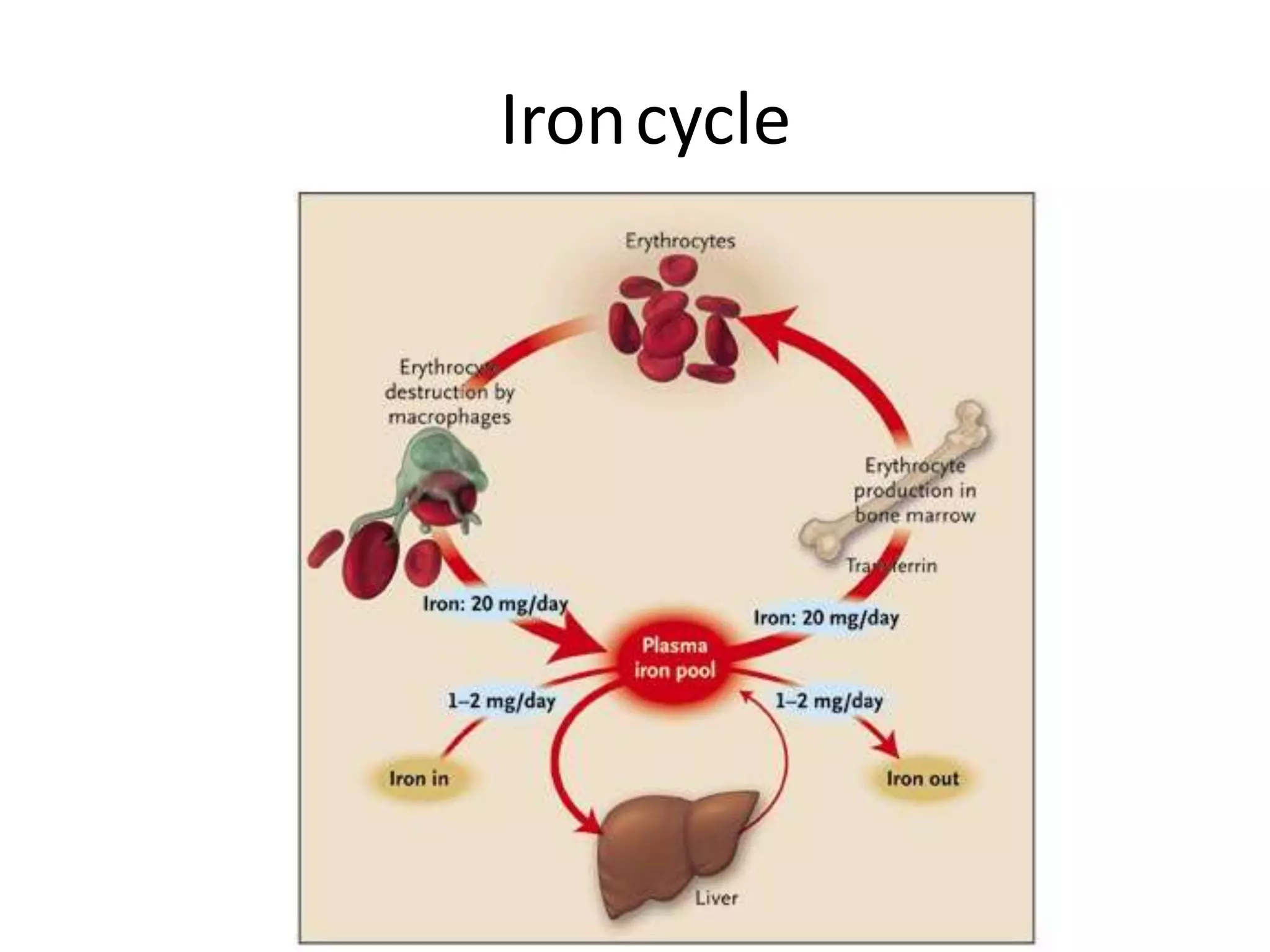 Iron deficiency anemia pathogenesis and lab diagnosis | PPTX