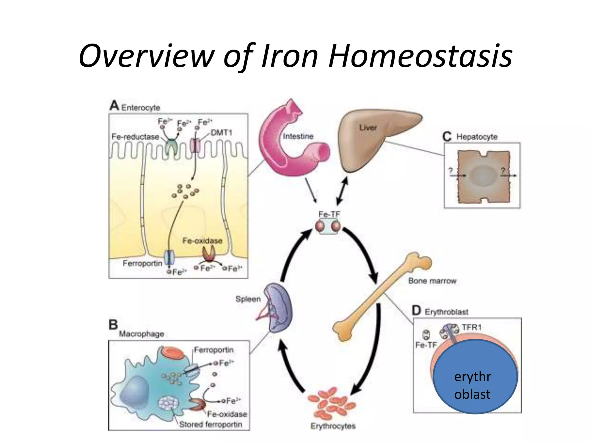 Iron deficiency anemia pathogenesis and lab diagnosis | PPTX