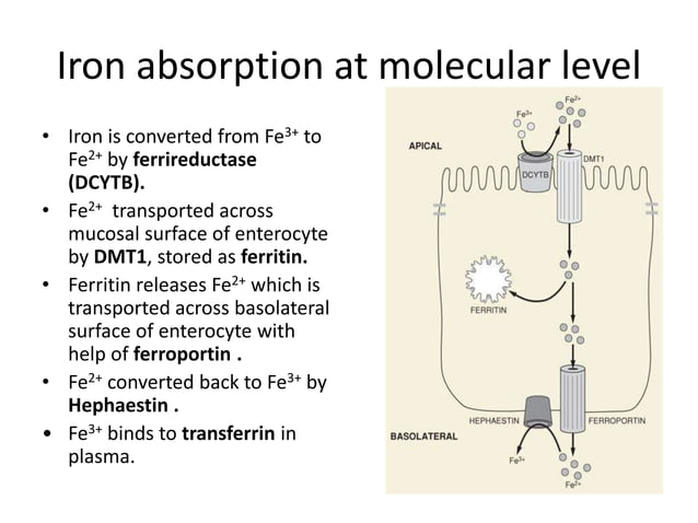 Iron deficiency anemia pathogenesis and lab diagnosis | PPTX | Blood ...