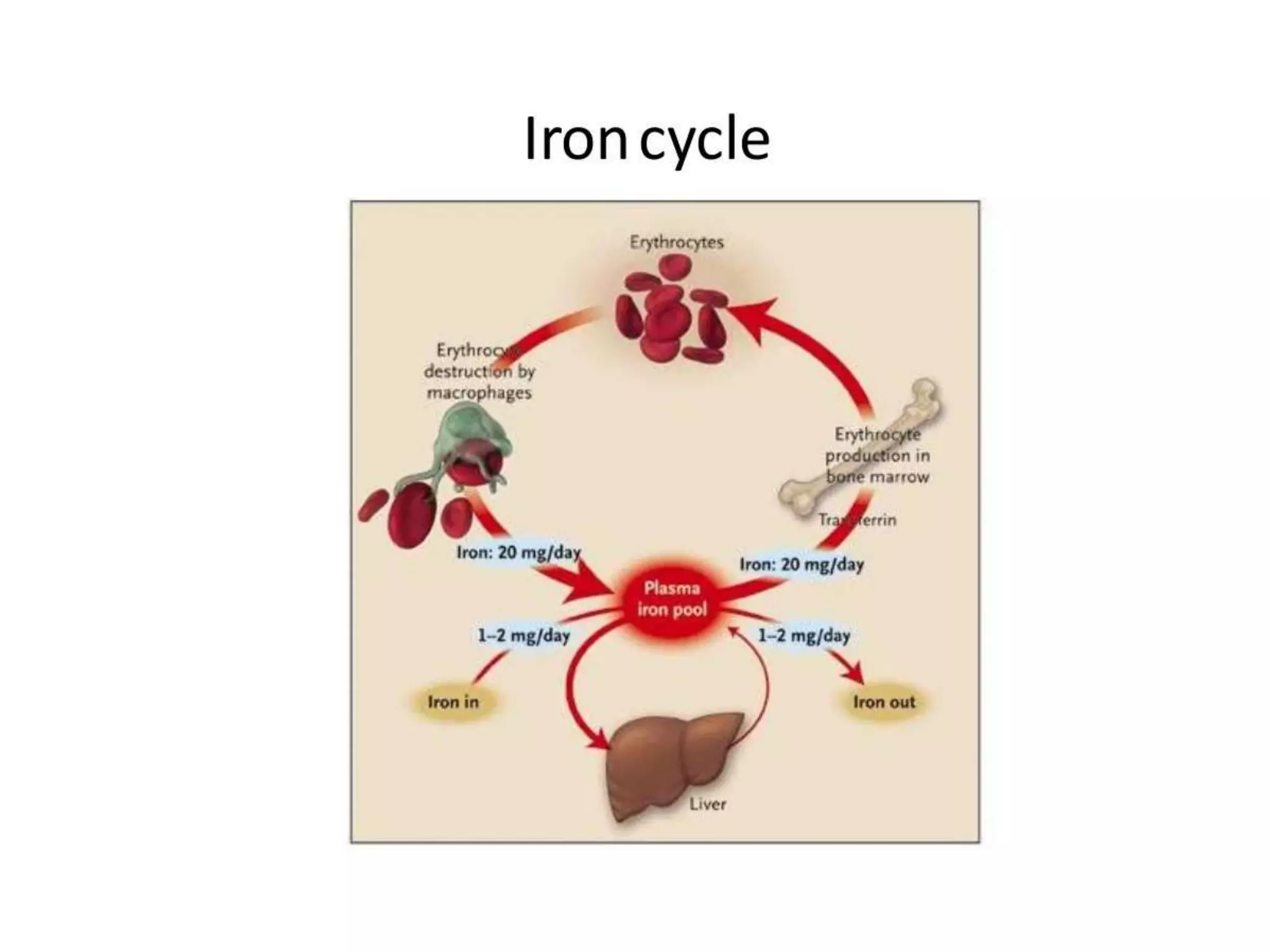 IRON DEFICIENCY ANEMIA AND ITS LAB DIAGNOSIS.pptx