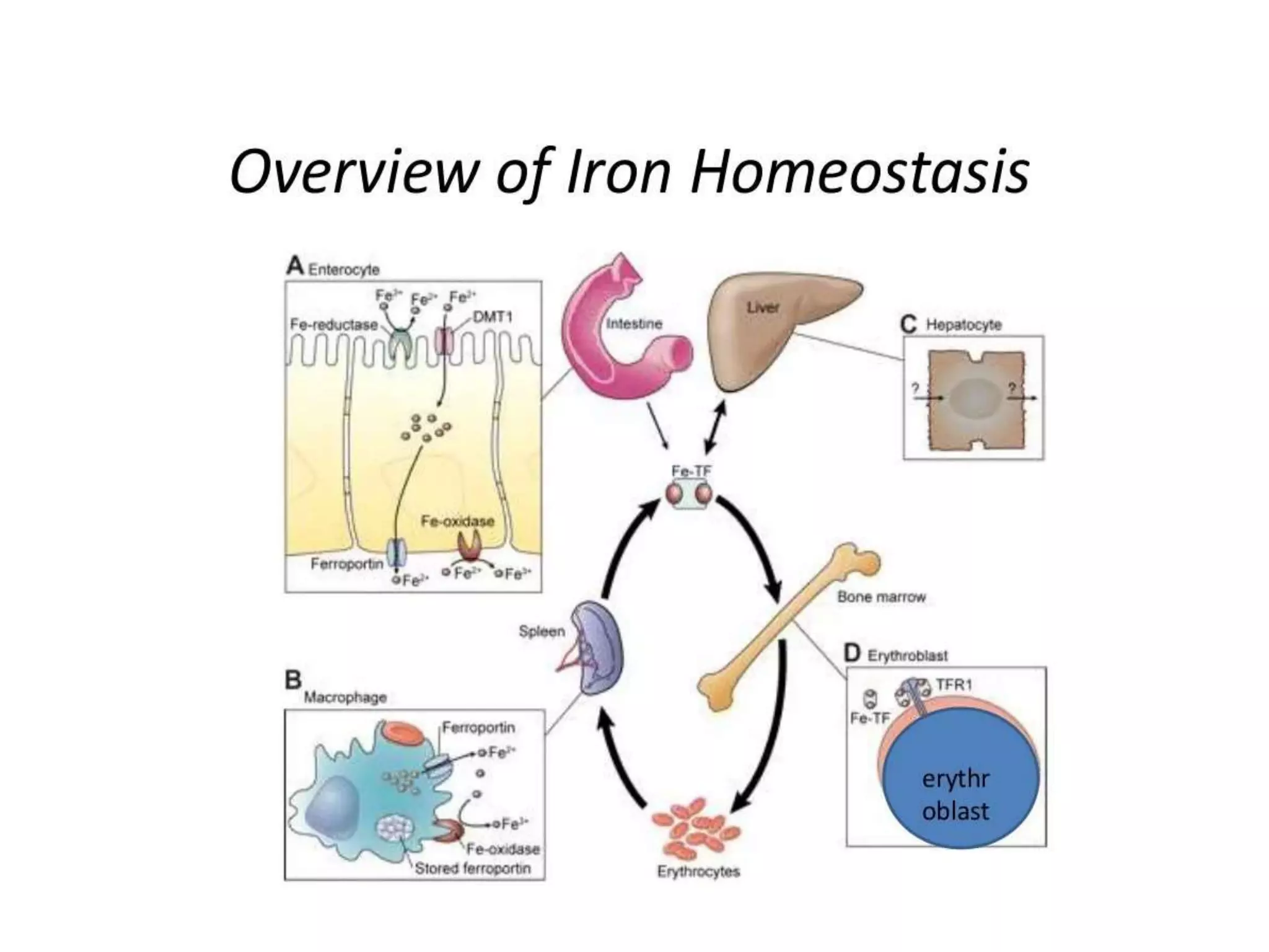 IRON DEFICIENCY ANEMIA AND ITS LAB DIAGNOSIS.pptx