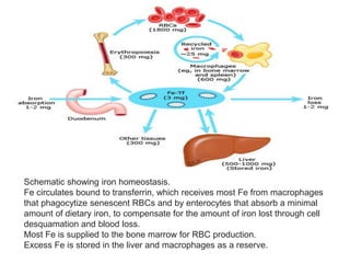 iron deficiency anemia &Iron poisoning.pptx