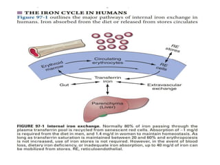 iron deficiency anemia &Iron poisoning.pptx